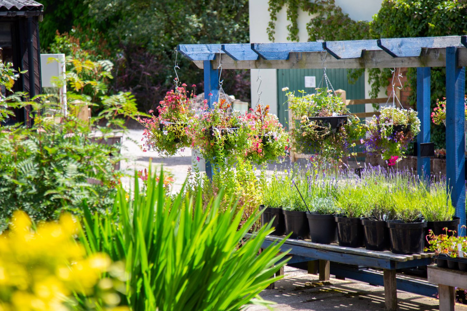 Rare Plant Fair and Open Gardens - 05/07/2026 - DCG