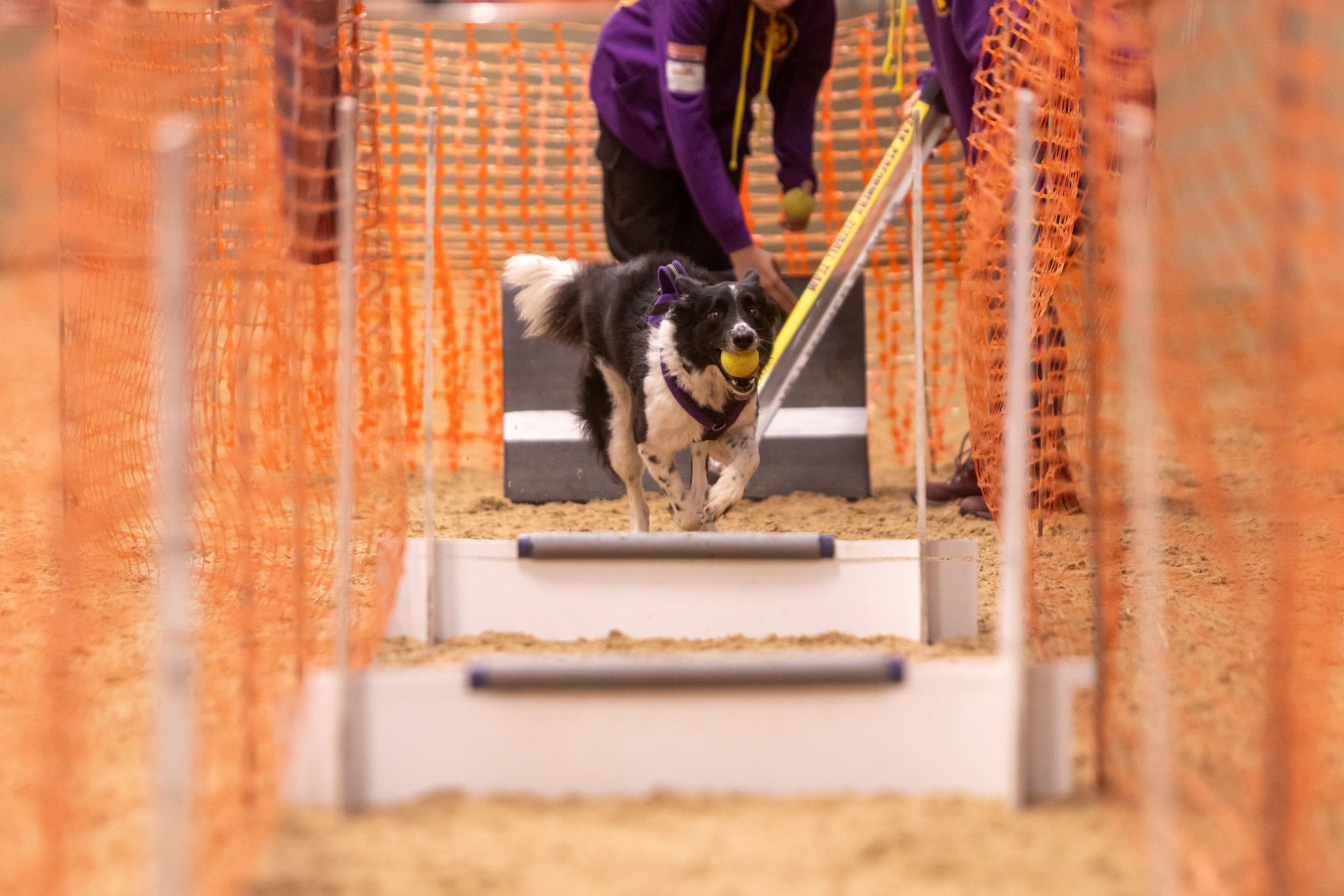 Derby College Dog Festival - 04/10/2025 - DCG