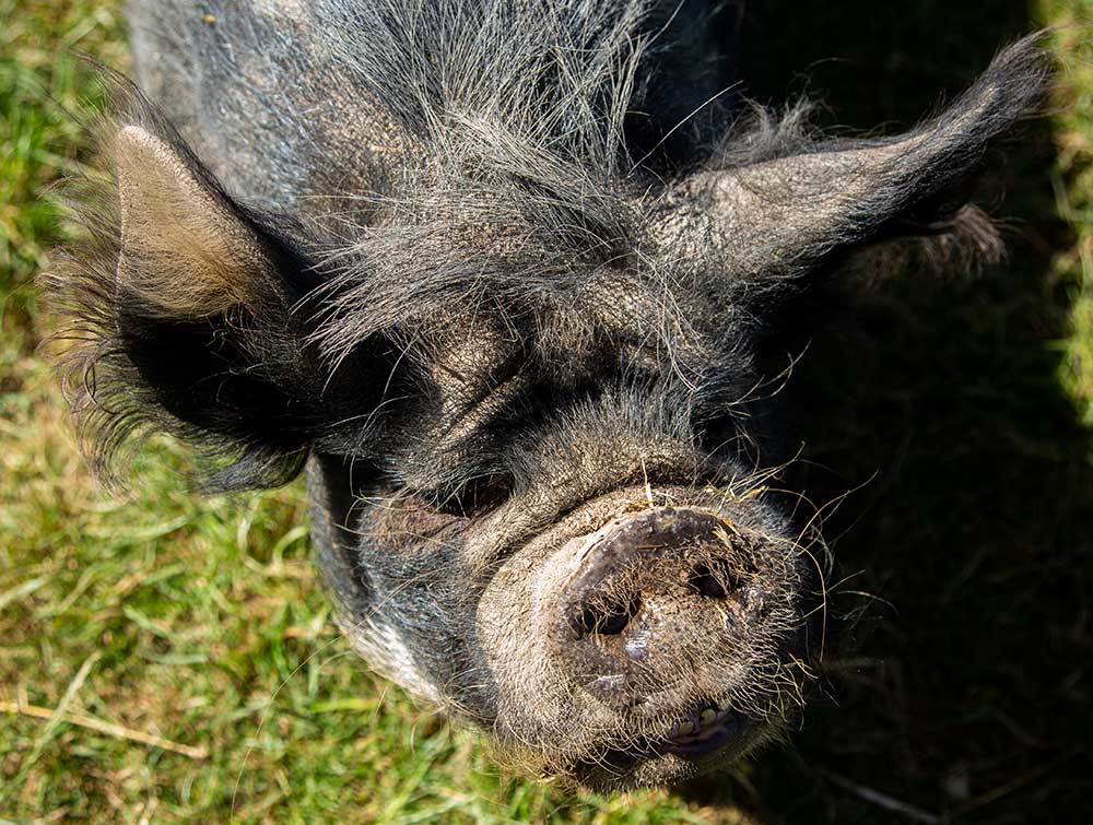 Festive family fun at Broomfield Hall's Animal Unit Christmas Open Day ...